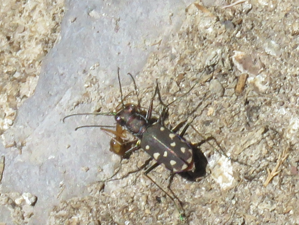 Western Red-bellied Tiger Beetle from Lordsburg, NM 88045, USA on ...