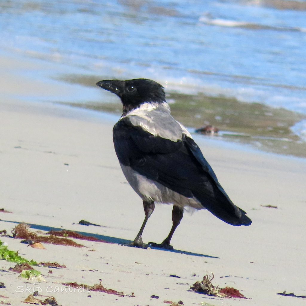 Hooded Crow from Dingle Peninsula, Co. Kerry, Ireland on September 16 ...