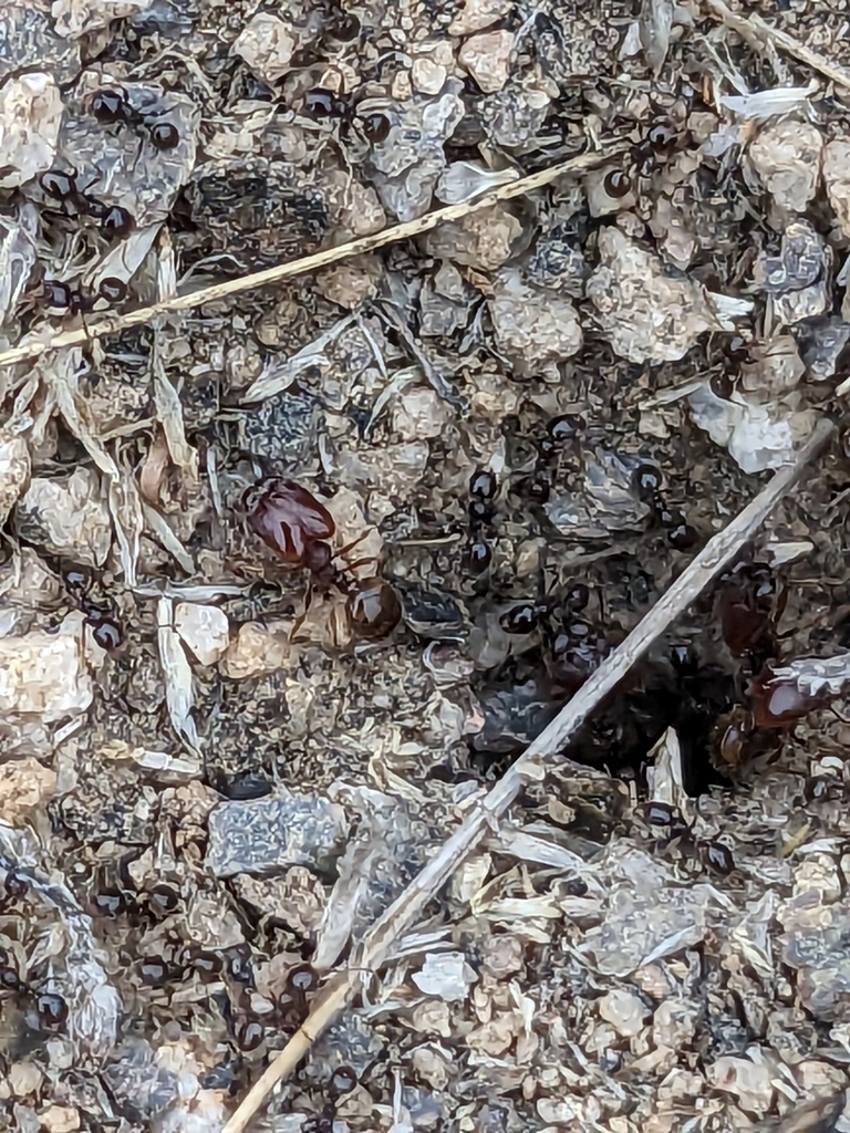 Pilifera-group Big-headed Ants from Homeland, CA 92548, USA on ...