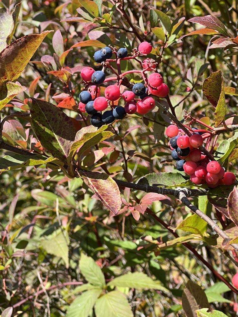 southern wild raisin from Pisgah National Forest, Canton, NC, US on ...