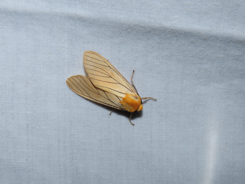 Melese veneta from Jardín, Antioquia, Colombia on August 18, 2023 at 06 ...