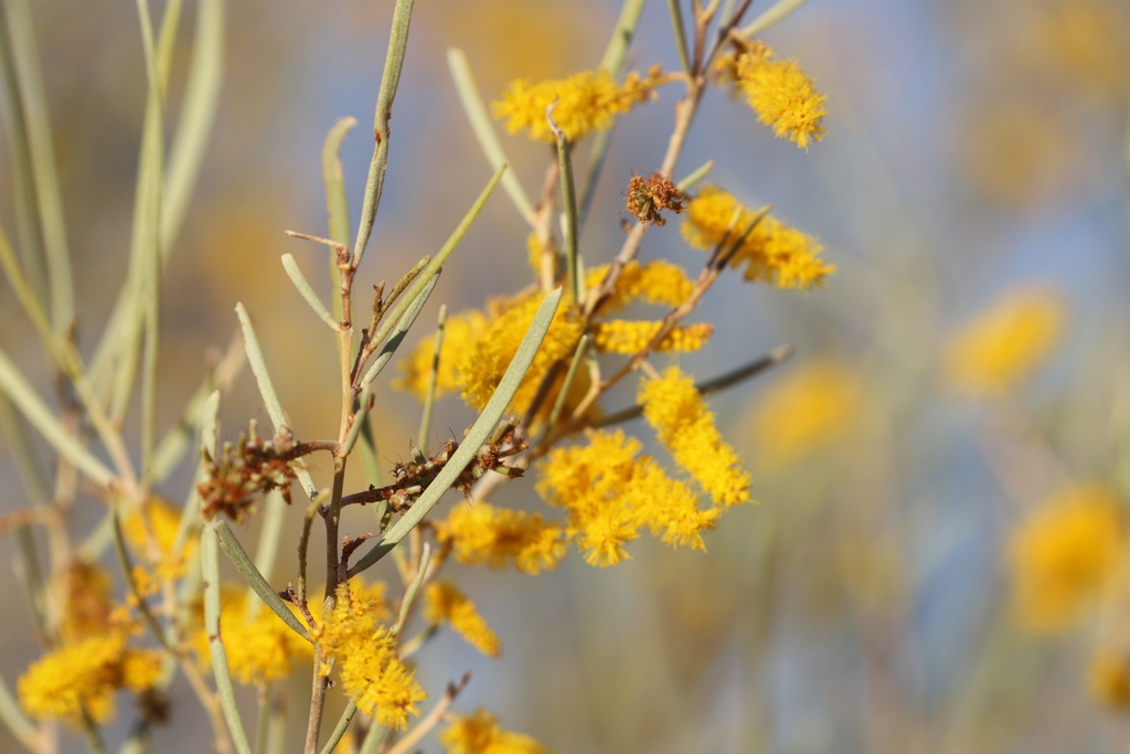 Acacia brachystachya from Thargomindah QLD 4492, Australia on July 21 ...
