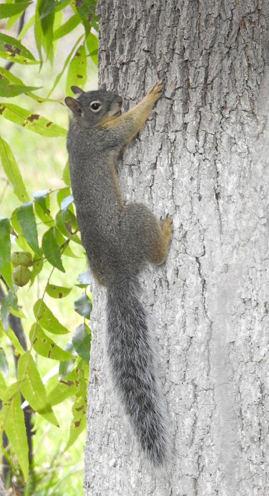 Peters's Squirrel from Santa María del Río, S.L.P. on August 23, 2023 ...