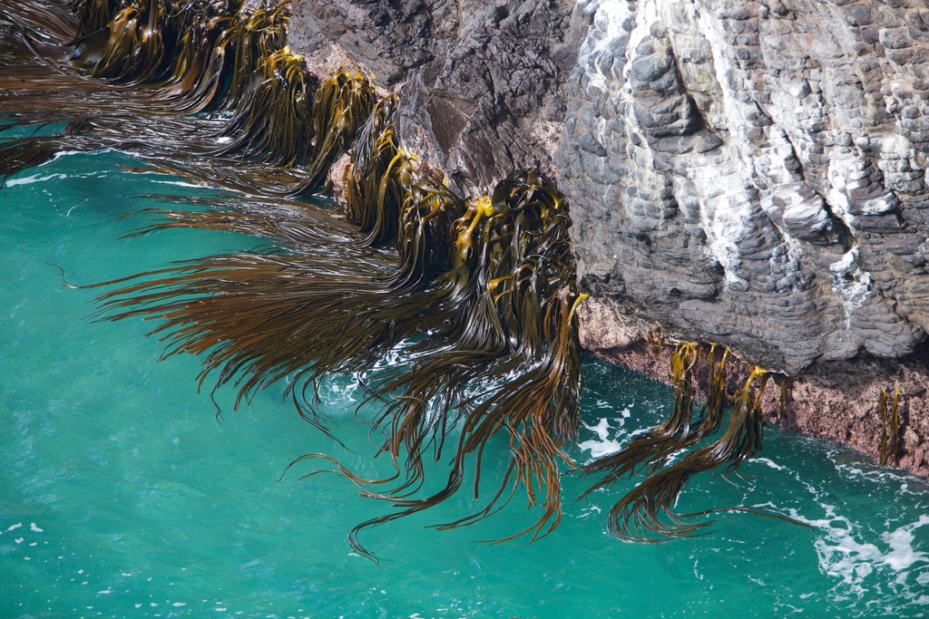 New Zealand Bull Kelp from Careys Bay, Dunedin, New Zealand on ...