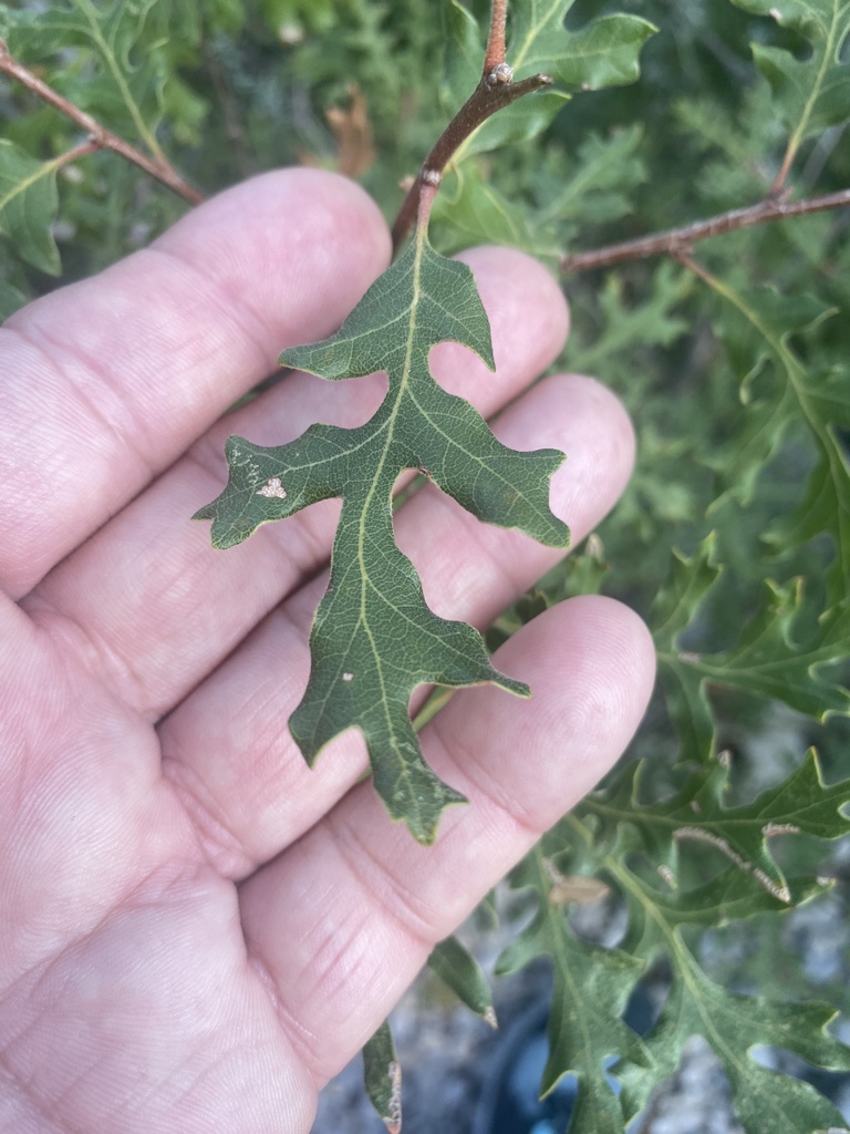 Gambel Oak from Guadalupe Mountains National Park, Van Horn, TX, US on ...