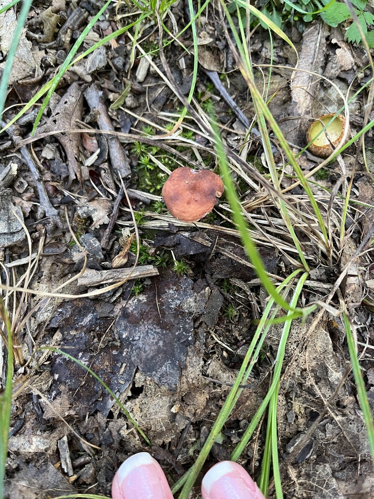 Curry Milkcap from Vestal, NY, US on September 22, 2023 at 10:53 AM by ...