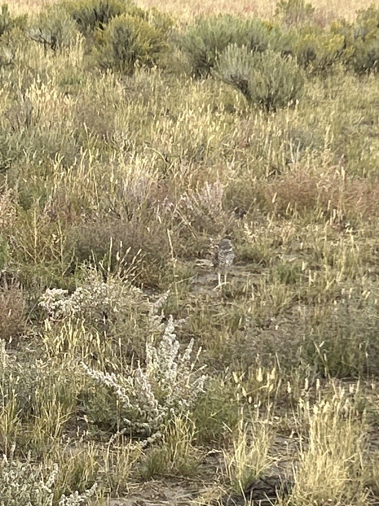 Burrowing Owl from Howell, UT, US on September 22, 2023 at 05:33 PM by ...