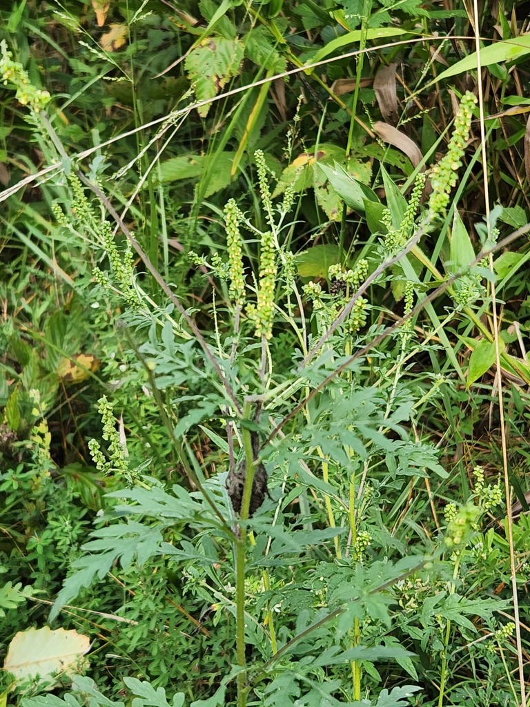 common ragweed from Charles County, MD, USA on September 9, 2023 at 09: ...