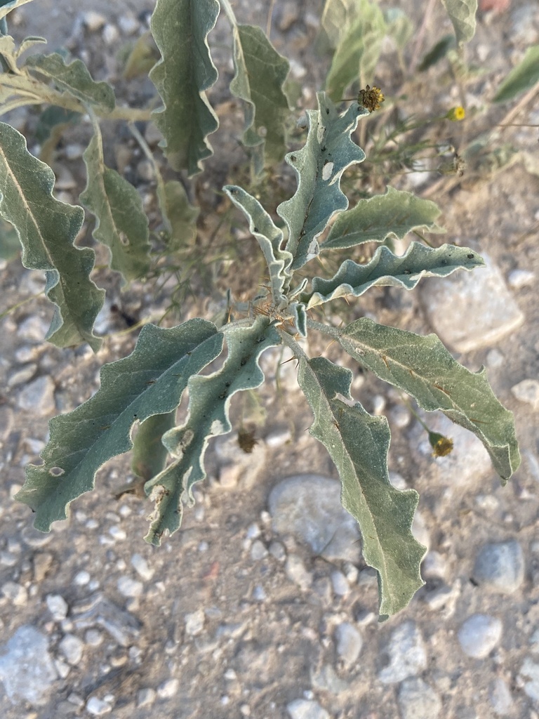 silverleaf nightshade from Carlsbad, NM, US on September 21, 2023 at 06 ...