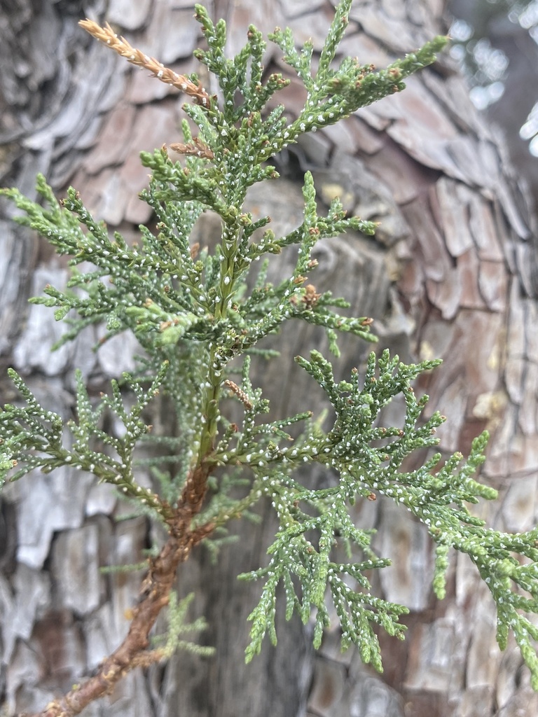 alligator juniper from Guadalupe Mountains National Park, Van Horn, TX ...