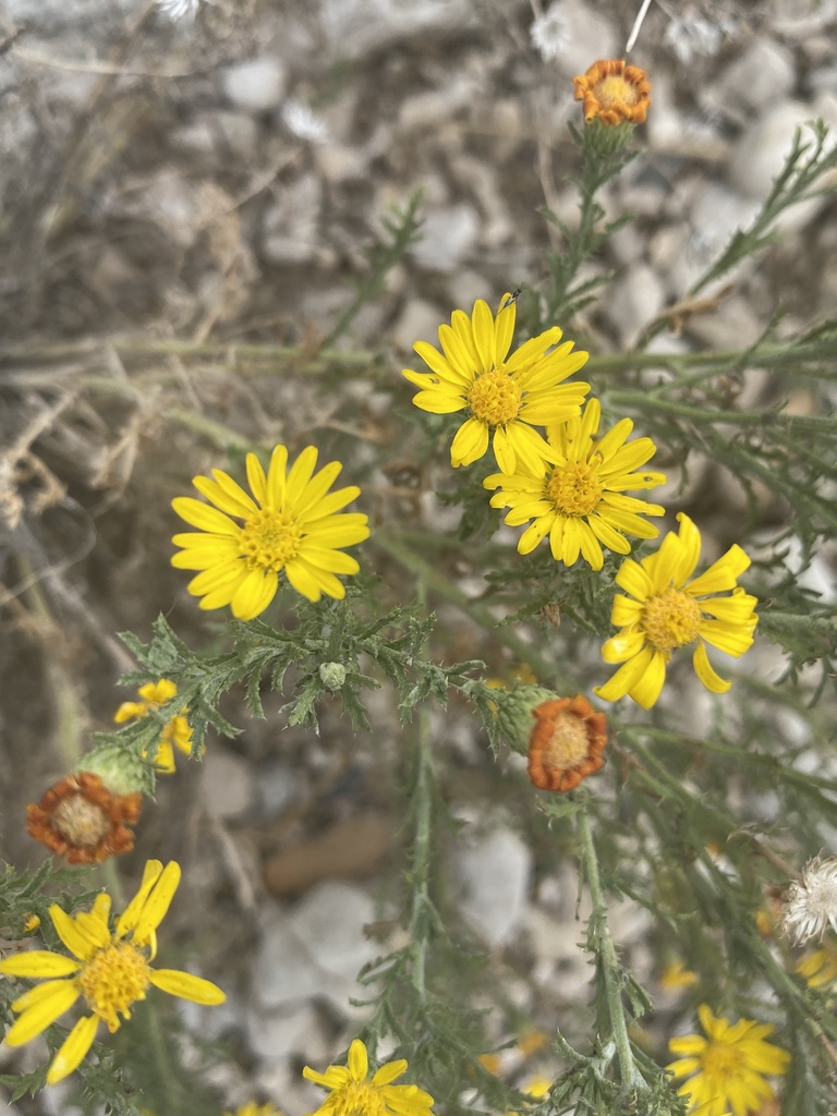 Spiny Goldenweed from Guadalupe Mountains National Park, Van Horn, TX ...
