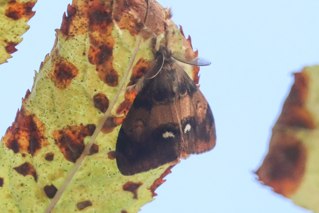 Rusty Tussock Moth from Alder Island, Lincoln County, OR, USA on ...