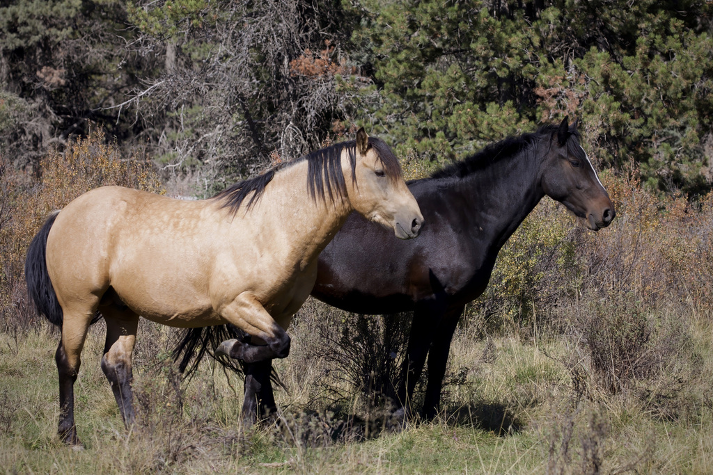 Domestic Horse (Equus caballus) - Know Your Mammals