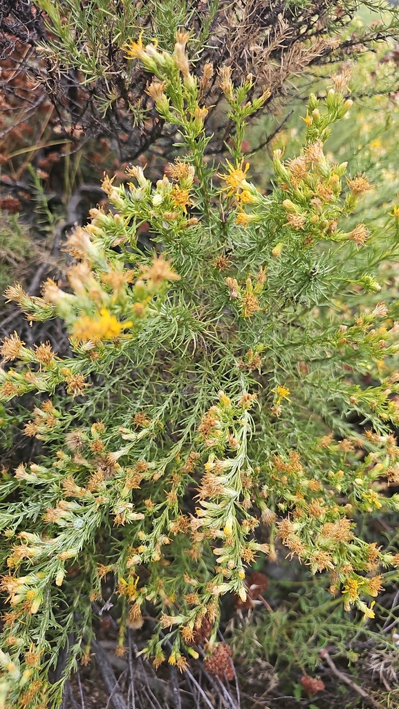 turpentine bush from Mountain Center on September 22, 2023 at 05:34 PM ...