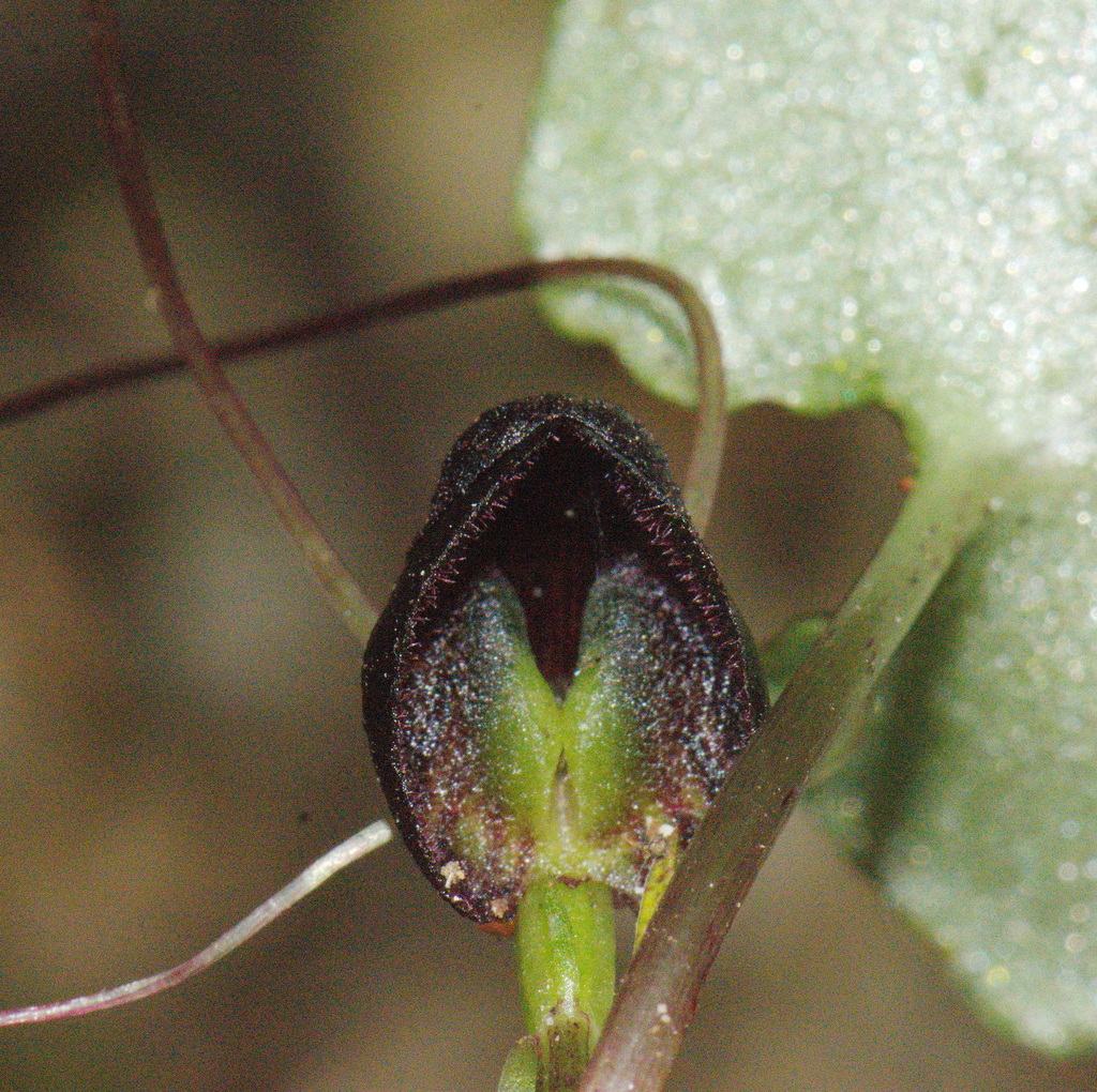 Corybas trilobus aggregate from Tauwharenīkau, New Zealand on September ...