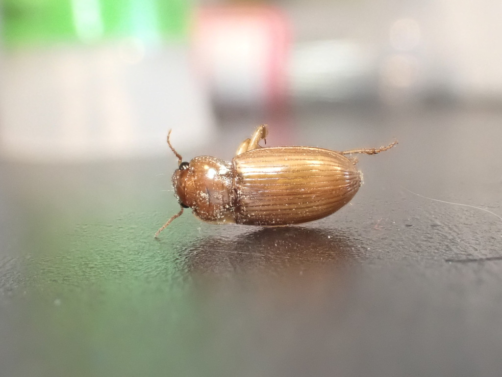 Harpalus indianus from Franklin County, MO, USA on September 20, 2023 ...