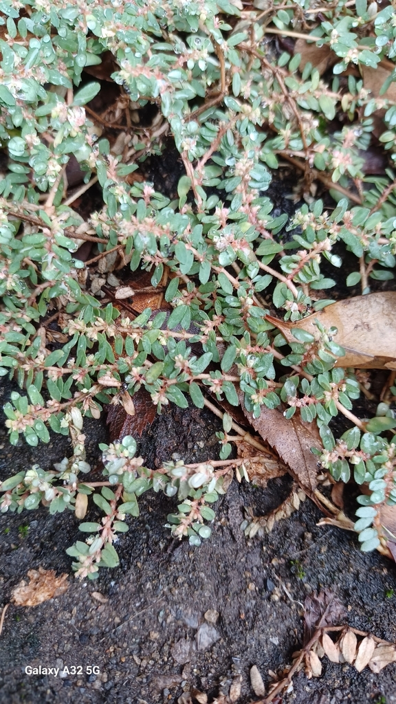 Spotted spurge in September 2023 by hakkahamushi · iNaturalist