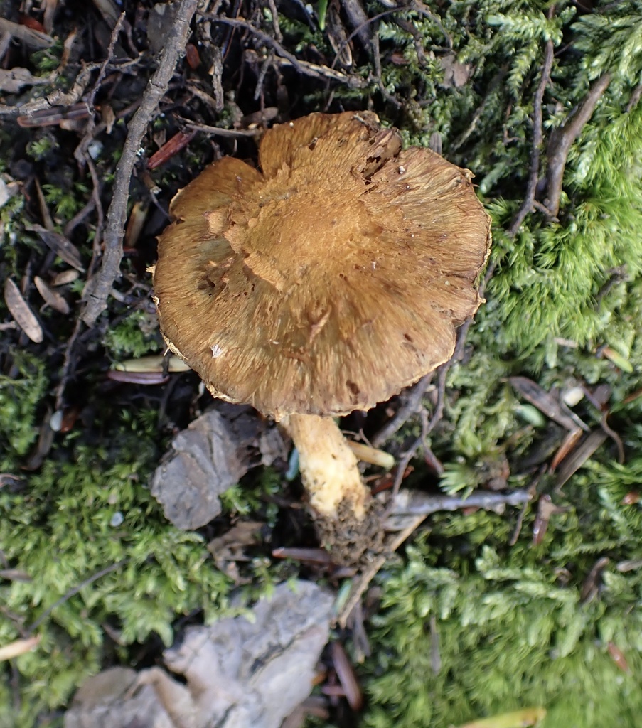 Inocybe subochracea from Cold Spring, NY, US on September 22, 2023 at ...