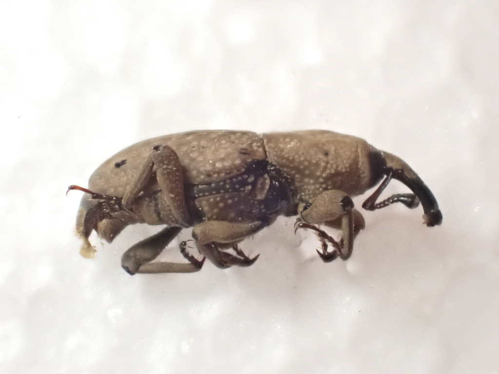 True Weevils from Franklin County, MO, USA on September 21, 2023 at 07: ...