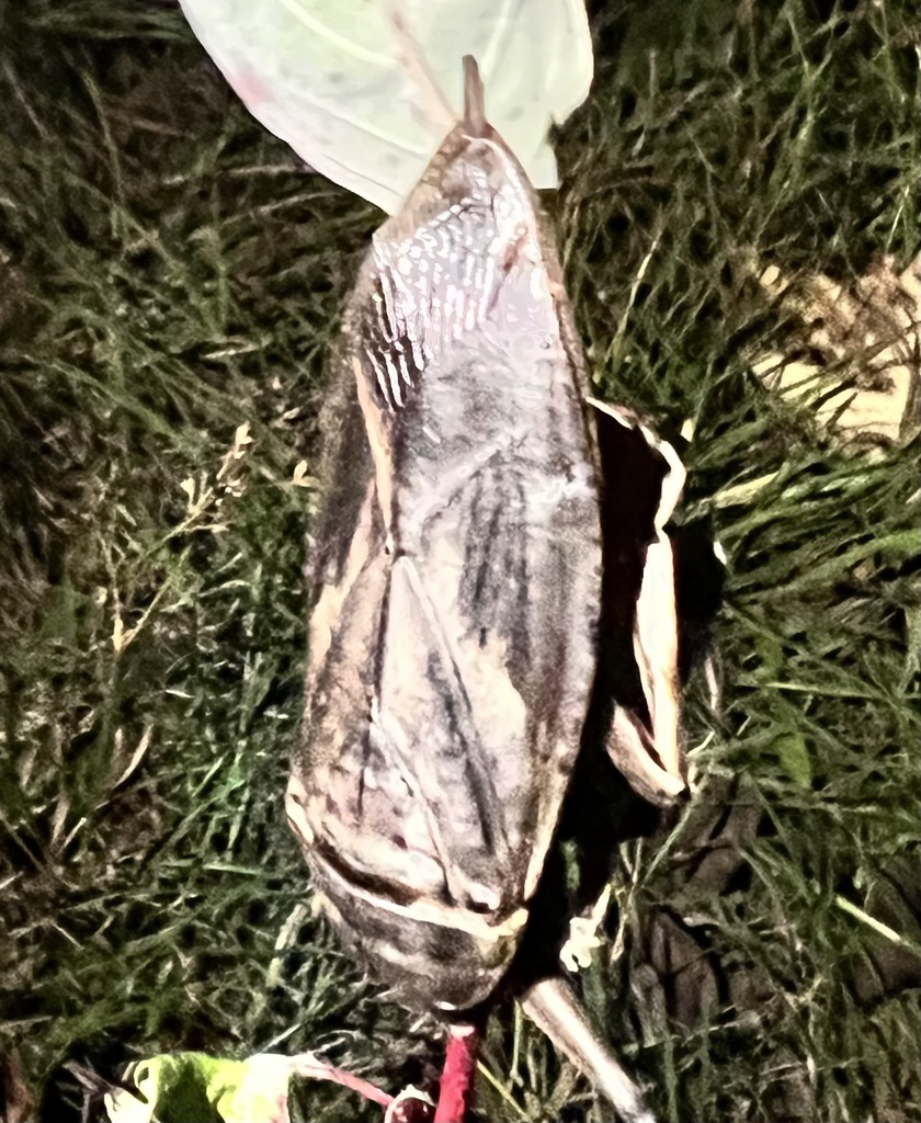 American Giant Water Bug from The Bury Rd, Northern Bruce Peninsula, ON ...