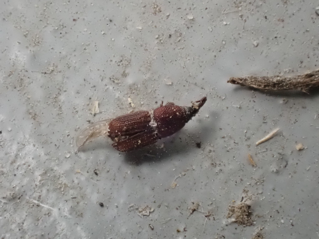 Grain Weevils from Franklin County, MO, USA on September 22, 2023 at 12 ...