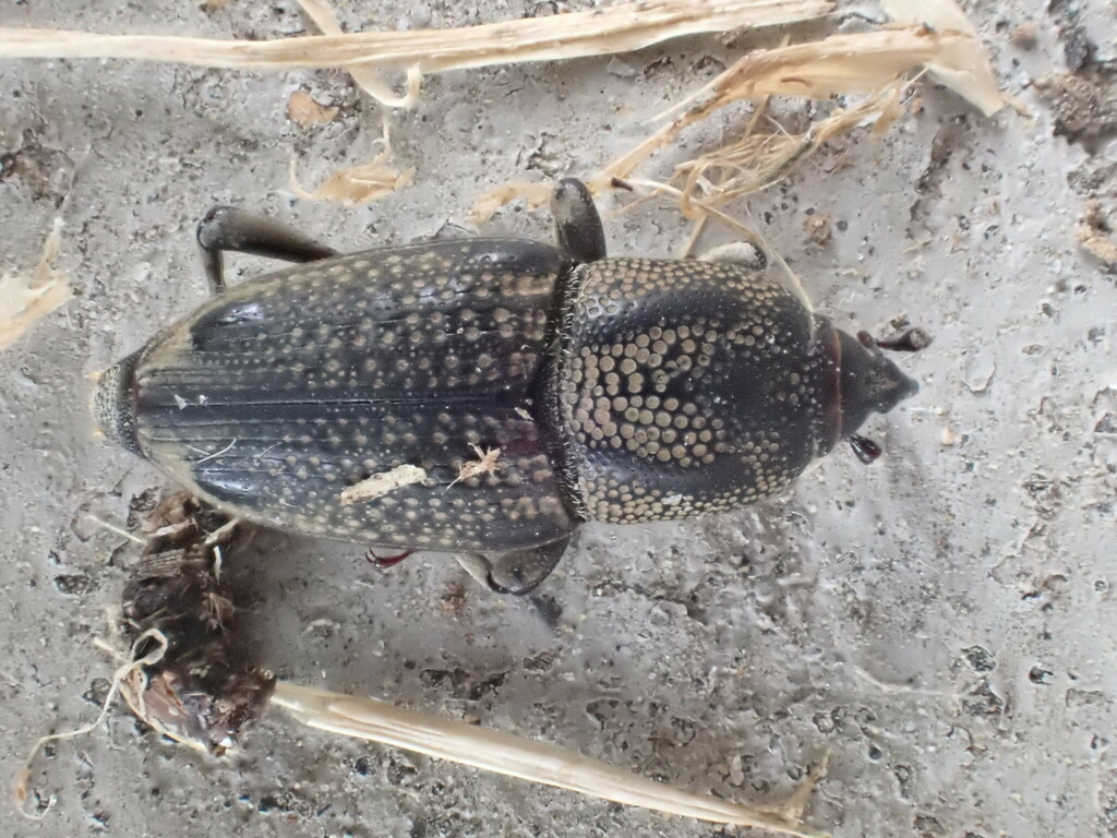 Hunting Billbug from Franklin County, MO, USA on September 22, 2023 at ...