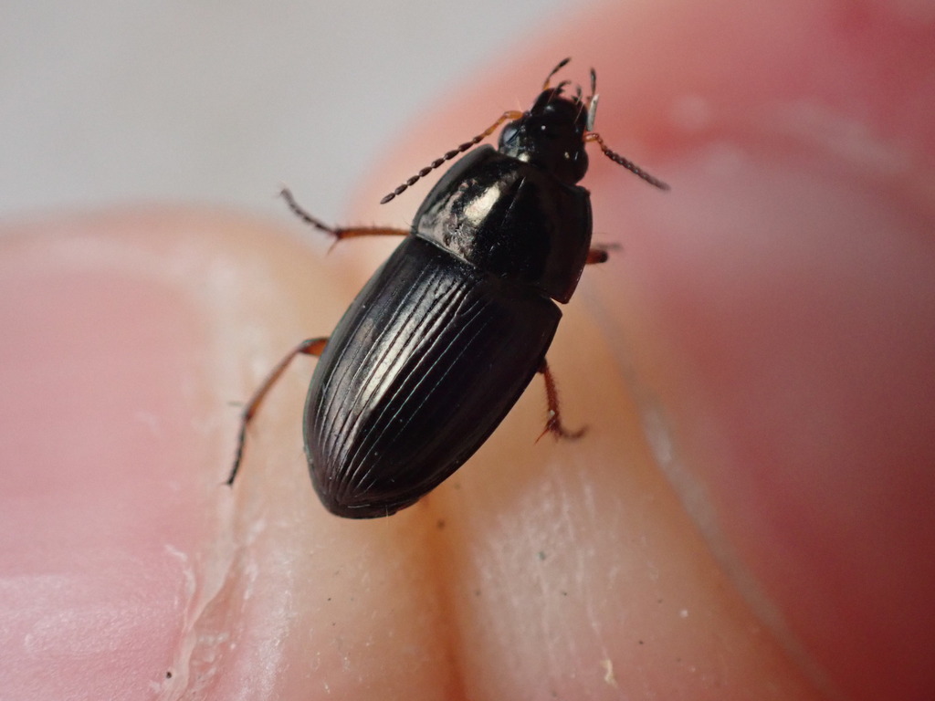 Sun Beetles from Franklin County, MO, USA on September 22, 2023 at 12: ...