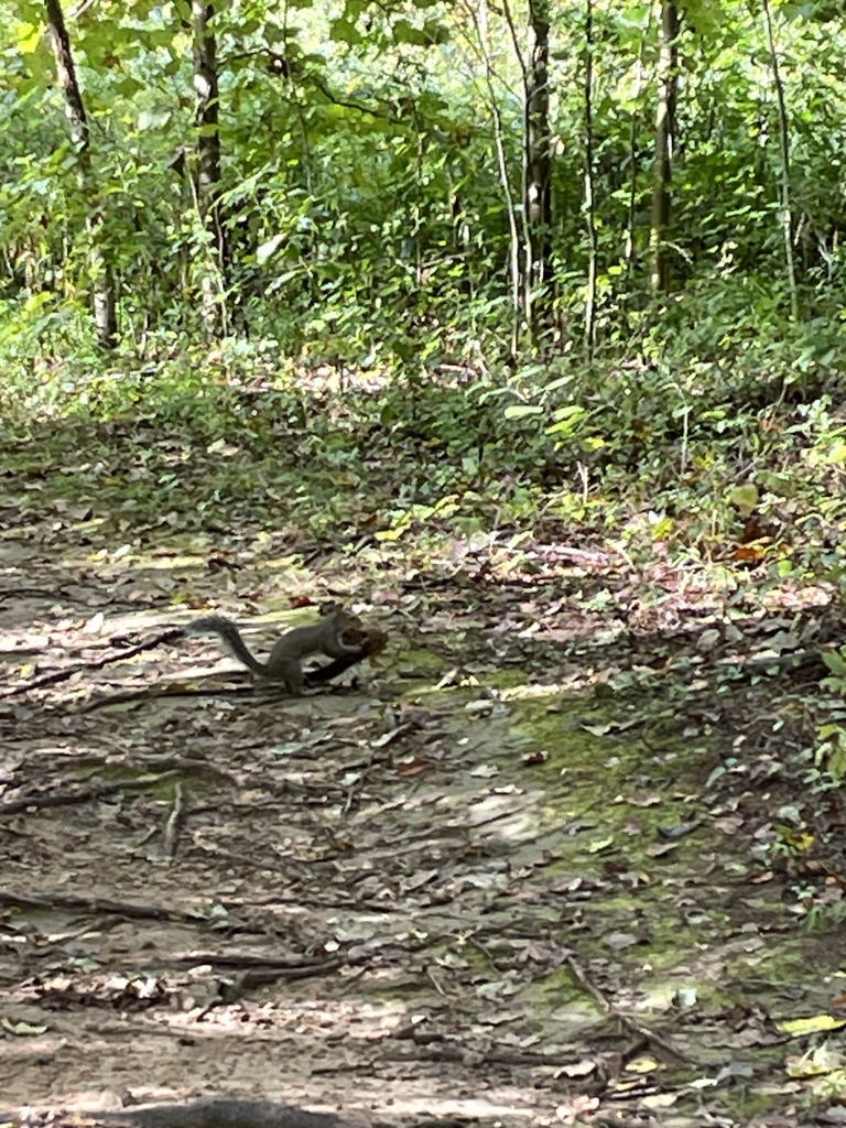 Eastern Gray Squirrel from Rotary Park, Clarksville, TN, US on ...