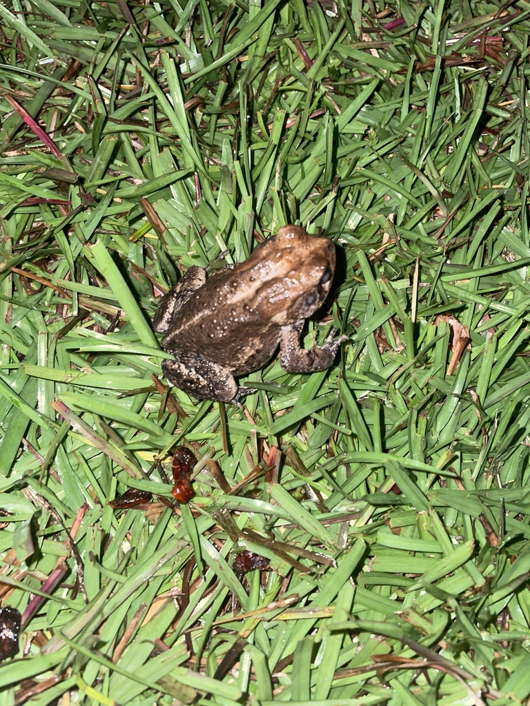 Southern Toad from University of North Carolina Wilmington, Wilmington ...