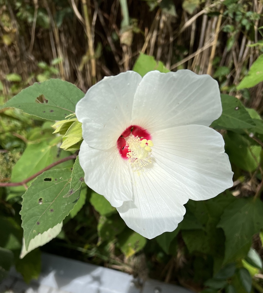 swamp rose mallow from Cape May Point State Park, Cape May, NJ, US on ...