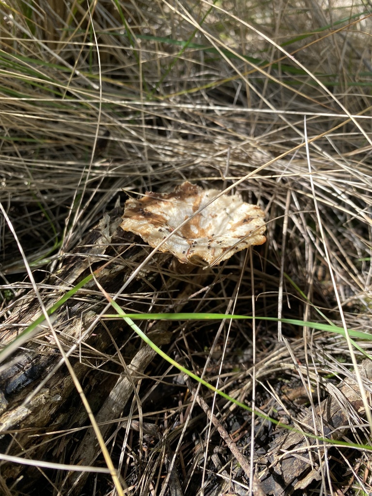 Panaceae in September 2023 by Zali Clark · iNaturalist