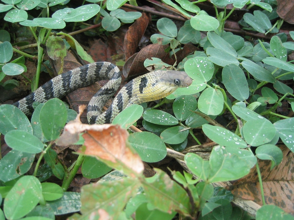 Amazon Puffing Snake from El Pangui, Ecuador on March 27, 2004 at 01:49 ...