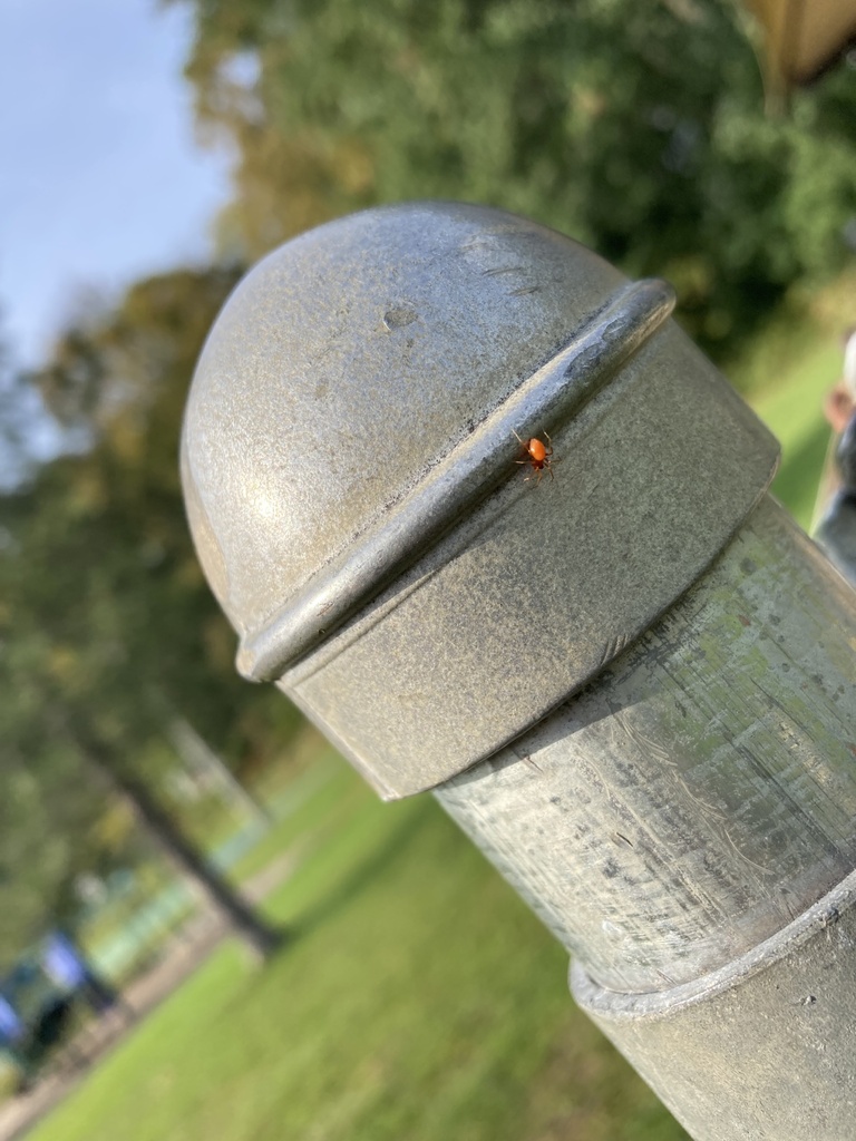 Orbweavers and Allies from Mill River Recreation Area, Amherst, MA, US ...