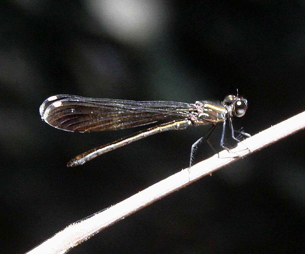 Rhinocypha pelops from Khuan Suban, Ban Na San District, Surat Thani ...