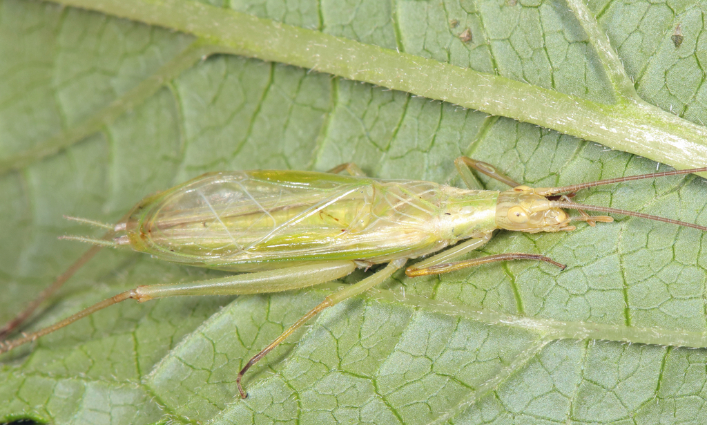 Common Tree Crickets from Mass Audubon's Rocky Hill Wildlife Sanctuary ...