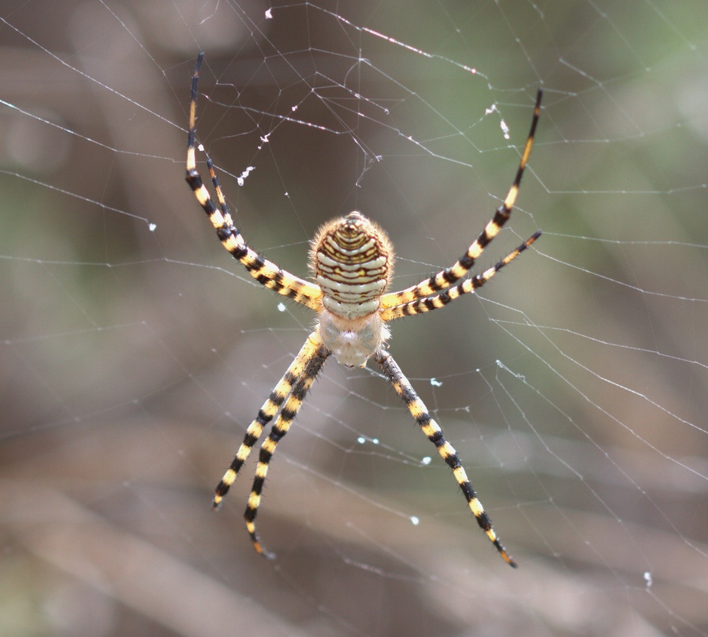 Banded Garden Spider from Carlsbad, CA, USA on September 22, 2023 at 11 ...