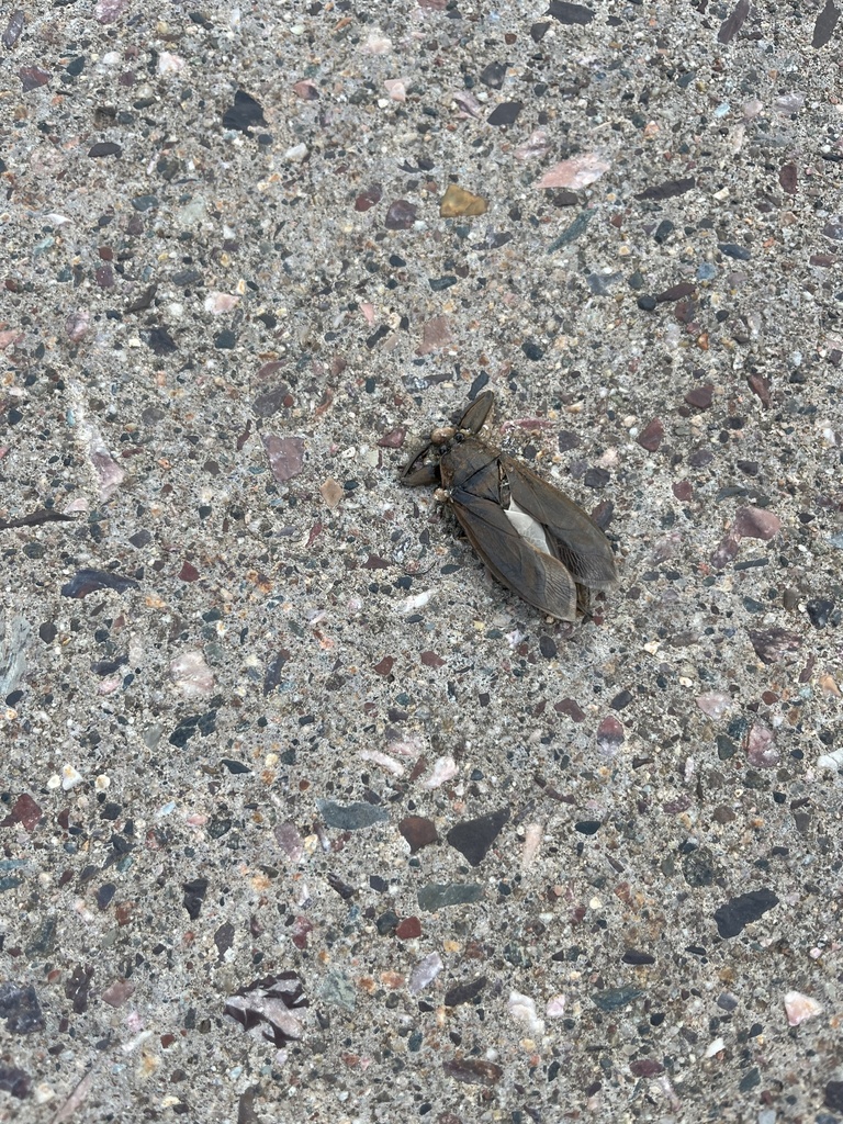 American Giant Water Bug from Northern Michigan University, Marquette ...