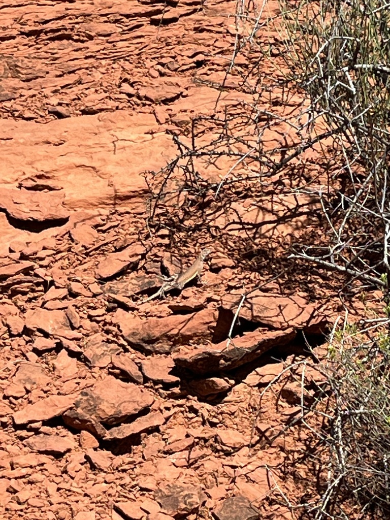 Zebra-tailed Lizard from Washington County, US-UT, US on September 22 ...