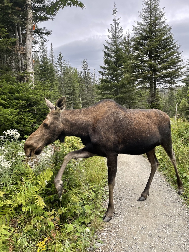 Eastern Moose from Parc national de la Gaspésie, Mont-Albert, QC, CA on ...