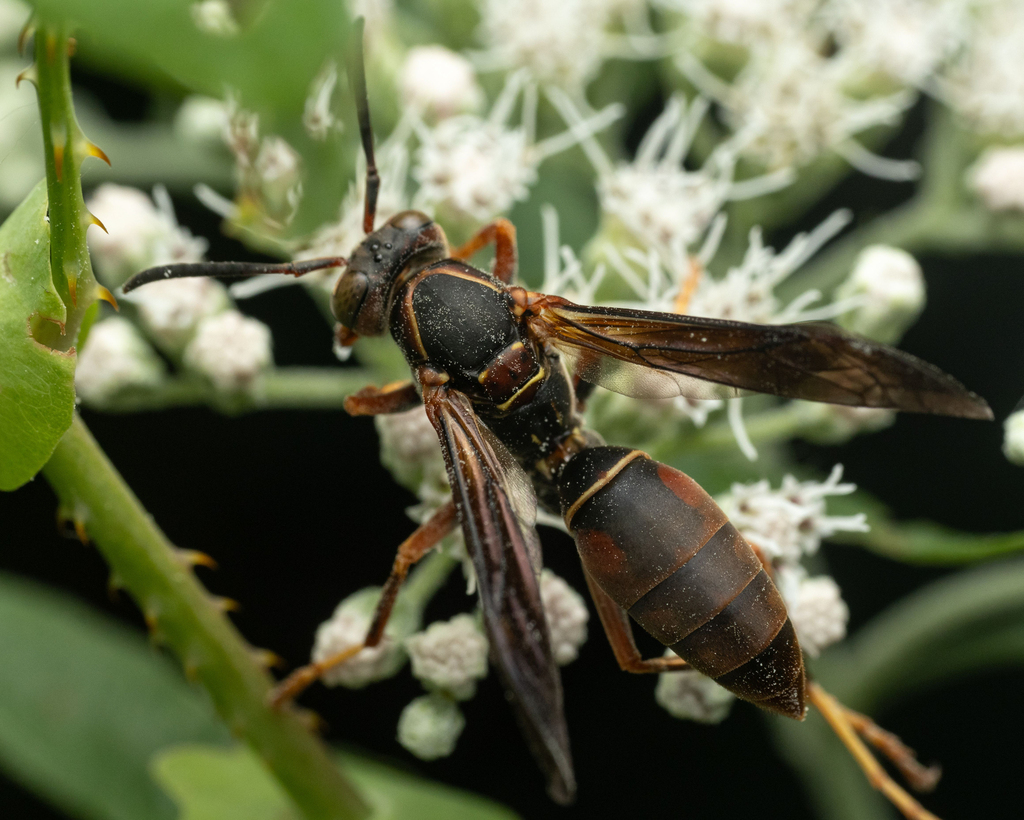 Dark Paper Wasp from Hillsmere Shores, MD, USA on September 10, 2023 at ...