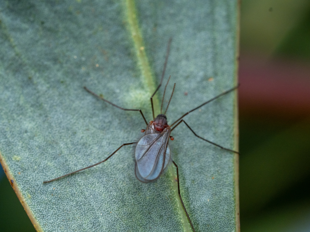 Gall and Forest Midges from Ararat VIC 3377, Australia on September 22 ...