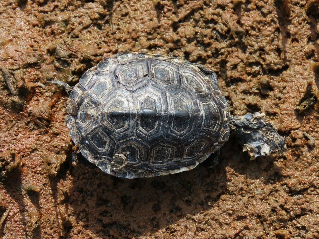 Northern Diamondback Terrapin in September 2023 by geosesarma · iNaturalist