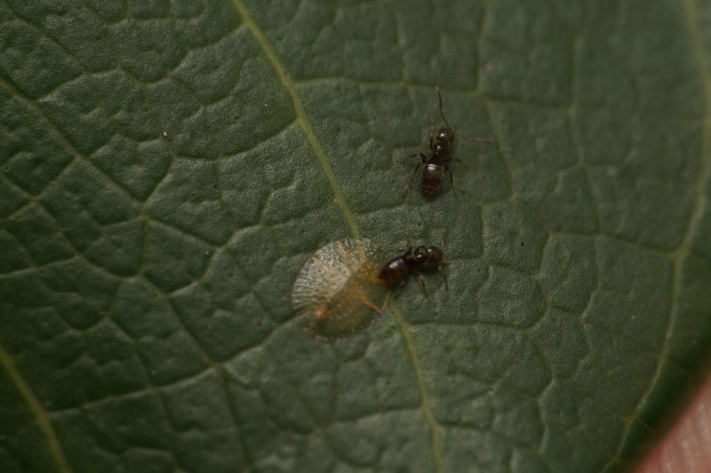 Soft scales in September 2023 by Lucas Garriga. On mango tree · iNaturalist