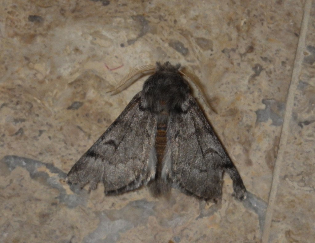 Cyprus Processionary Moth from Kaş/Antalya, Türkei on September 22 ...