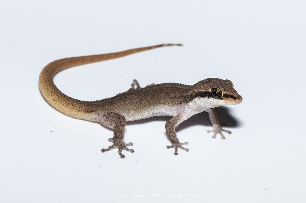 Black-spotted Leaf-toed Gecko in September 2023 by Khemthong ...