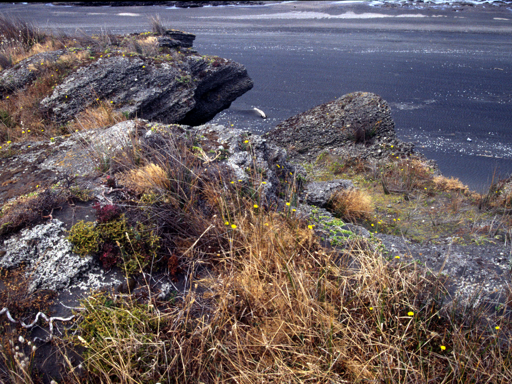 Sand Coprosma from Waiinu Beach, New Zealand on February 11, 2005 by ...
