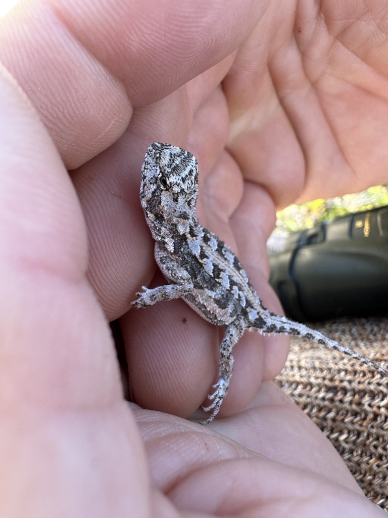 Southern Heath Dragon from Dhilba Guuranda - Innes National Park ...