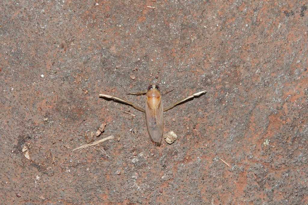 Common Backswimmers from Birdum NT 0852, Australia on May 15, 2023 at ...