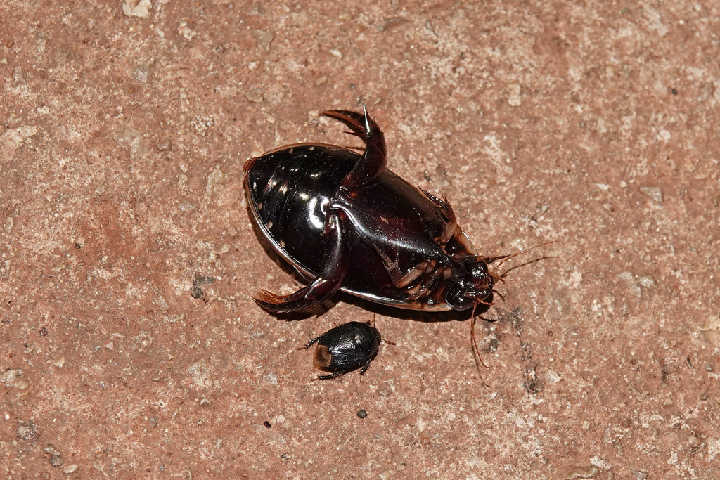 Cybister tripunctatus from Birdum NT 0852, Australia on May 15, 2023 at ...