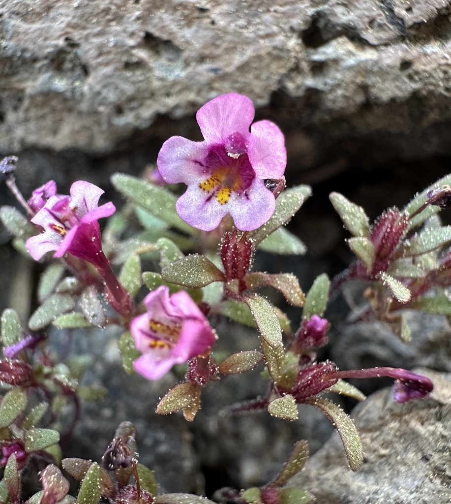 Jepson's Monkeyflower from Tehama County, CA, USA on July 7, 2023 at 12 ...